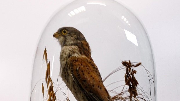 Weird and Wonderful Items Sold at Auction - Potteries Auctions